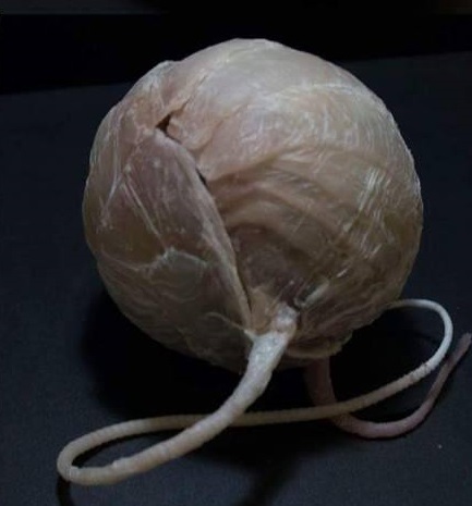 Unused Proto Facehugger from Alien Covenant - Alien: Covenant Forum