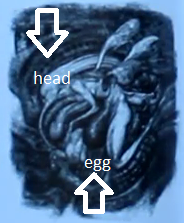 Unused Alien Covenant Drawings of Shaw? - Alien: Covenant Forum