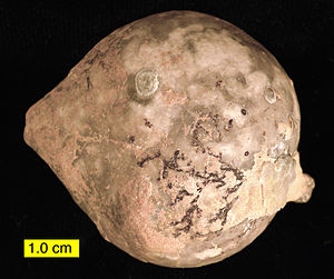 Spores to Pods (Eggs) - Alien: Covenant Forum