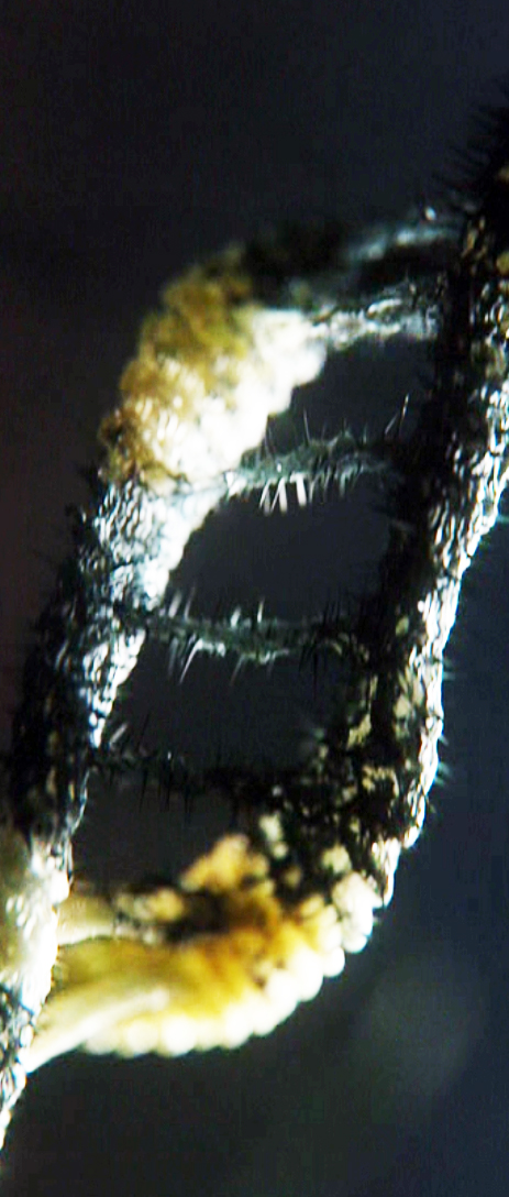 engineer and xenomorph relationship? - Alien: Covenant Forum